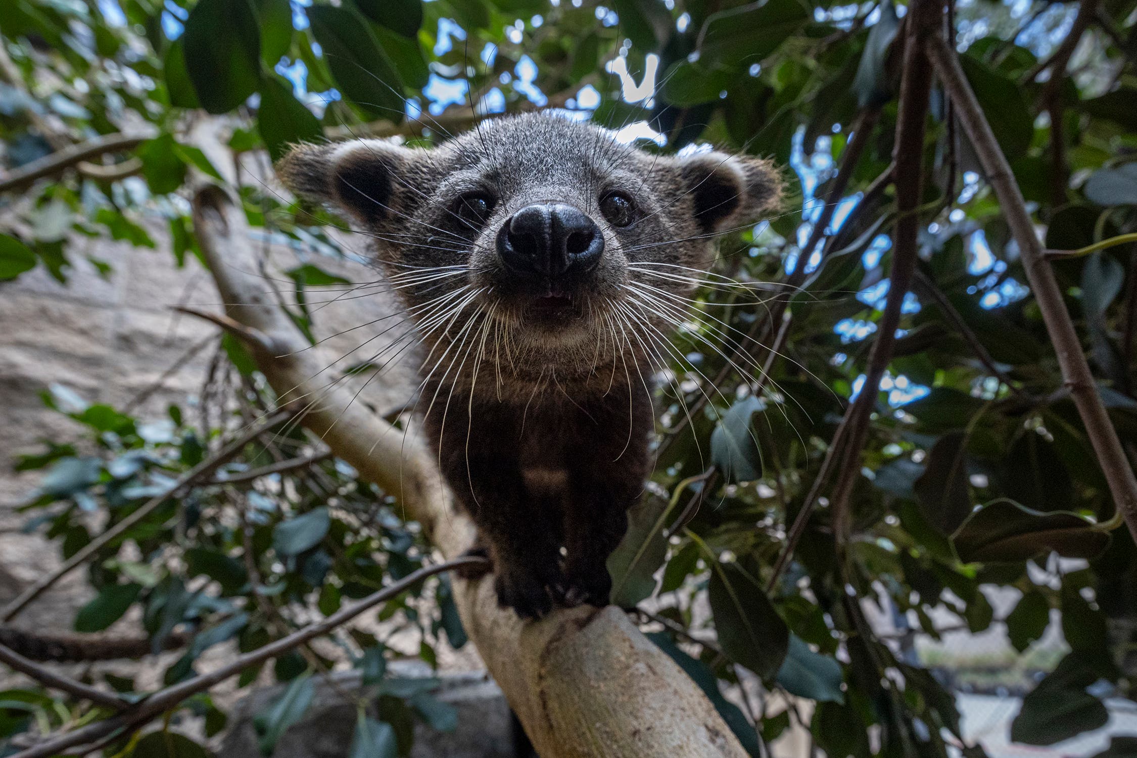 San Diego Zoo Welcomes First Binturong Births Since 2000 | San Diego ...