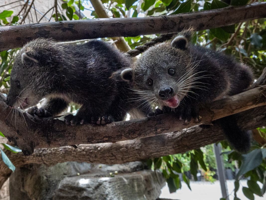 San Diego Zoo Welcomes First Binturong Births Since 2000 | San Diego ...