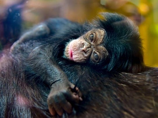 Help Name Baby Chimp At Maryland Zoo | Baltimore, MD Patch