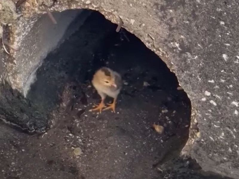 Hillsborough Deputies Rescue Baby Chick From Drain: Watch | Tampa, FL Patch
