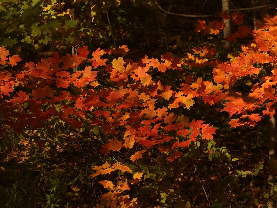 5 Leaf-Peeping Road Trips In PA: When Foliage Peaks | Across ...
