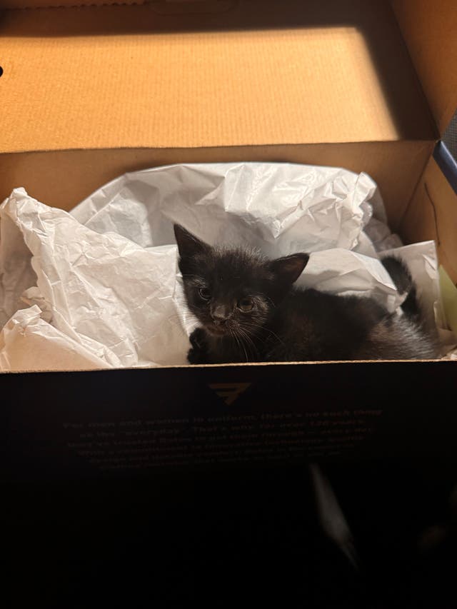 VA Troopers Rescue Kitten Found On Interstate 395 | Greater Alexandria ...