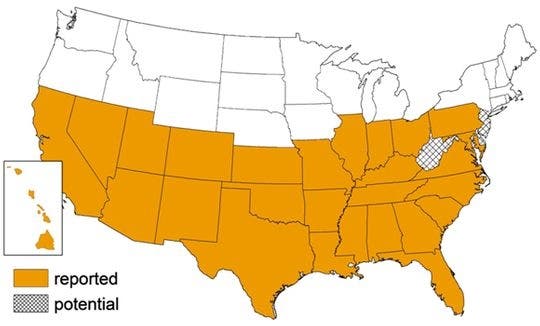 Potentially Deadly 'Kissing Bug' Gets Closer To NJ | Mahwah, NJ Patch