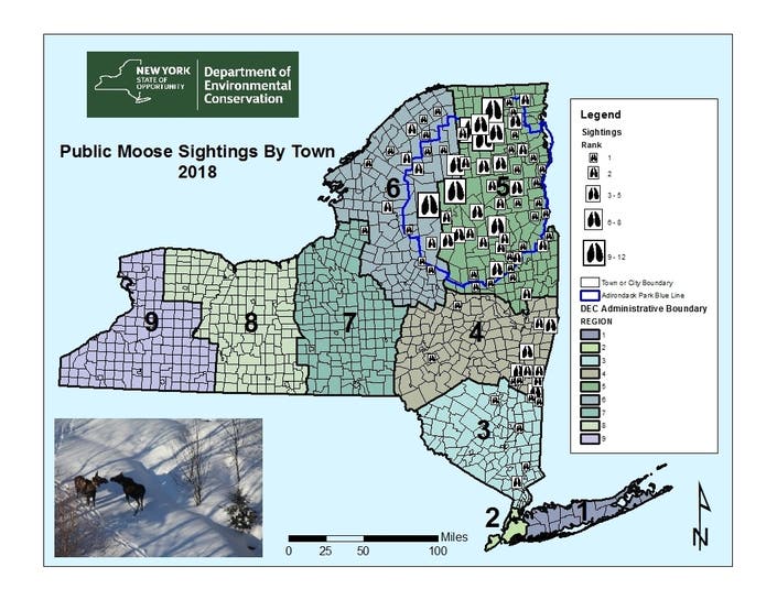 Report Moose Sightings, Please: DEC | Southeast, NY Patch