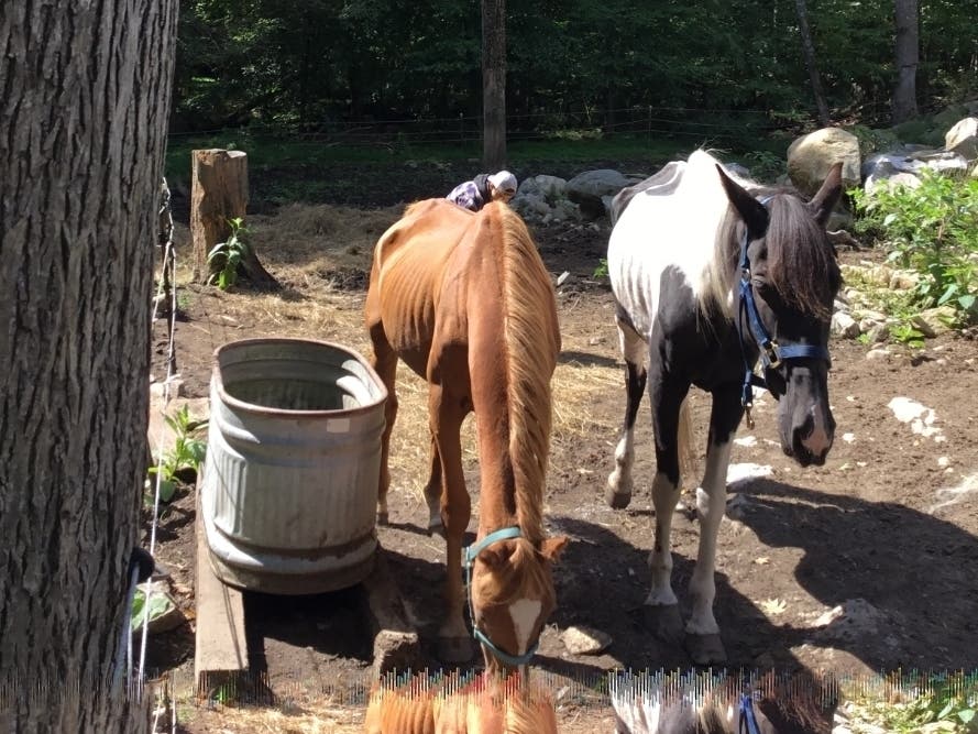Putnam SPCA Accuses Women Of Cruelty To Horses | Southeast, NY Patch