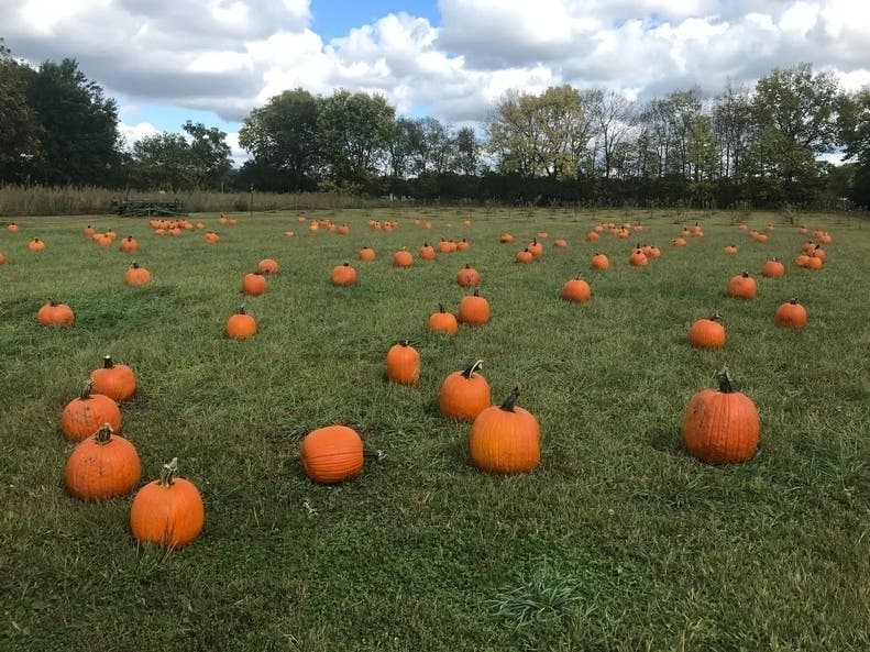 Best Pumpkin Patches 2020 Near Croton-on-Hudson And Ossining | Ossining ...
