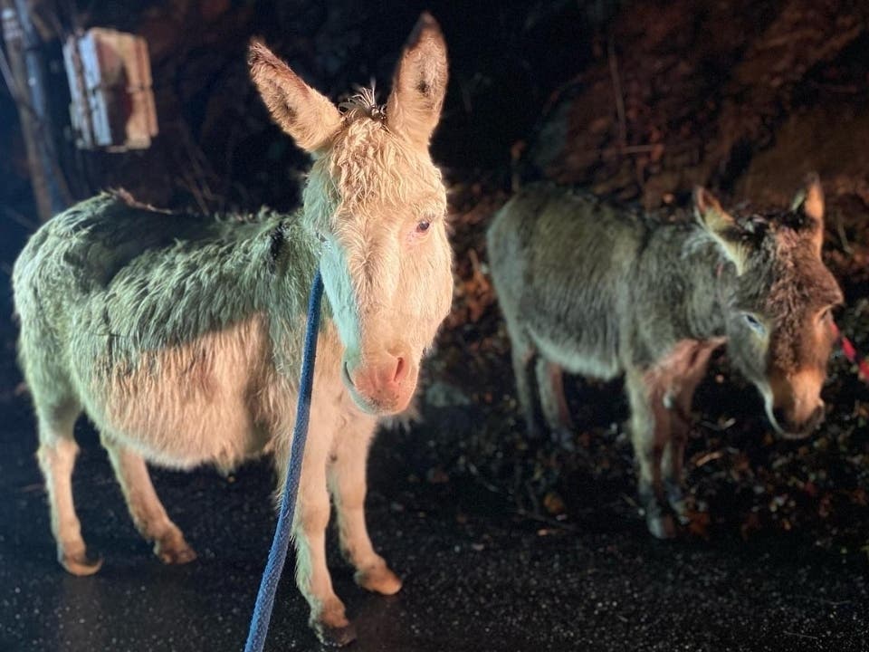 Midnight Wanderers, Donkeys Rescued By Bedford Cops, Good Samaritan ...