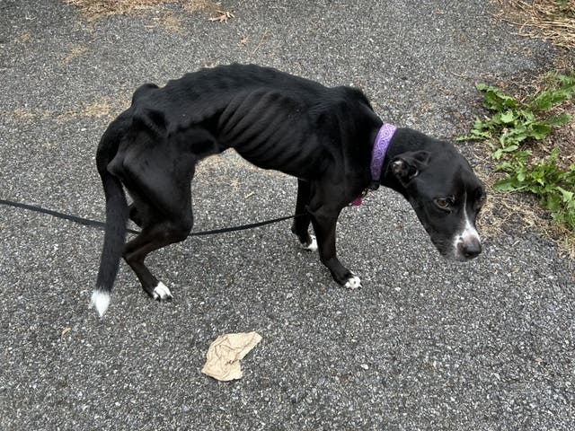 Animal Cruelty Charge For Kent Resident: Putnam County SPCA | Southeast ...