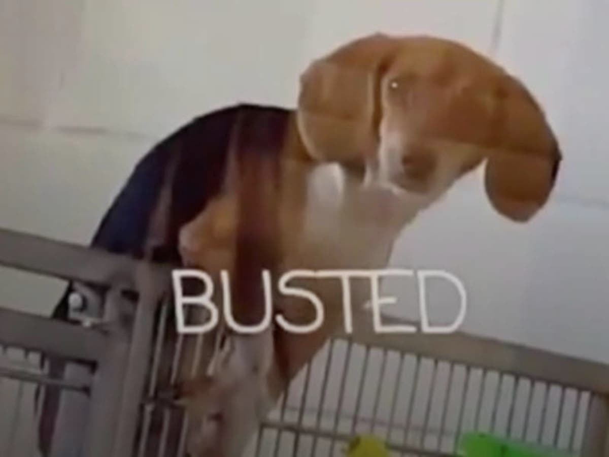 Good News! Best Parade | Puppy Nativity | Beagle Wins Internet ...
