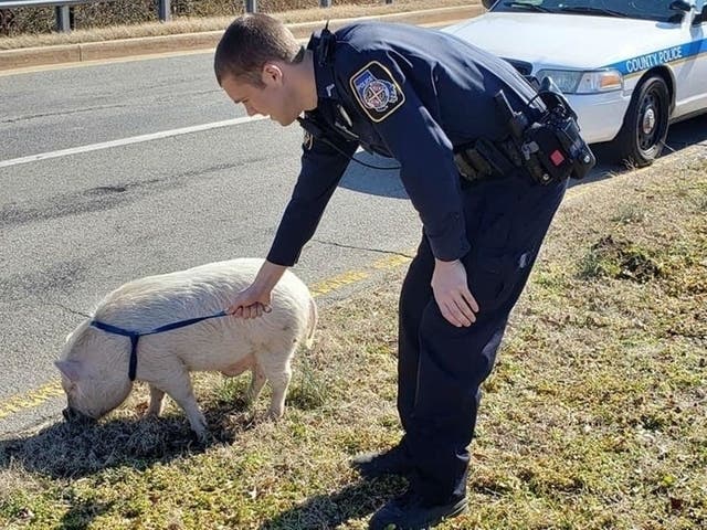 Wandering Pig's Bacon Saved By Police Officer: Patch PM | Bel Air, MD Patch