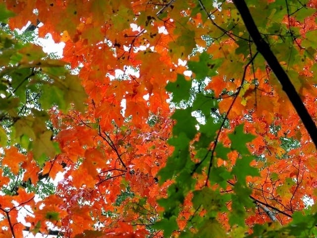 2022 MD Fall Foliage Peak Map: When Leaf Colors Are Best To View ...