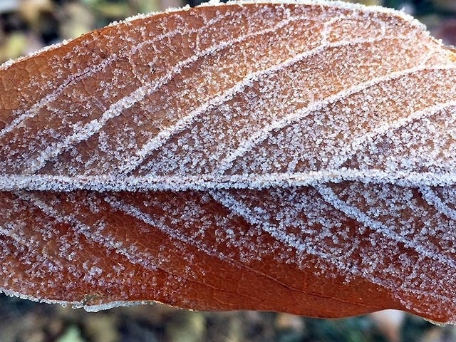 When Does The 1st Frost Usually Occur In MD: Fall Arrives 2022 | Bel ...