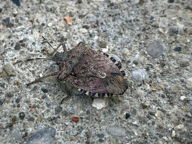 Insects Waking Up Now In VA: Spotted Lanternflies, Stink Bugs, Bees ...