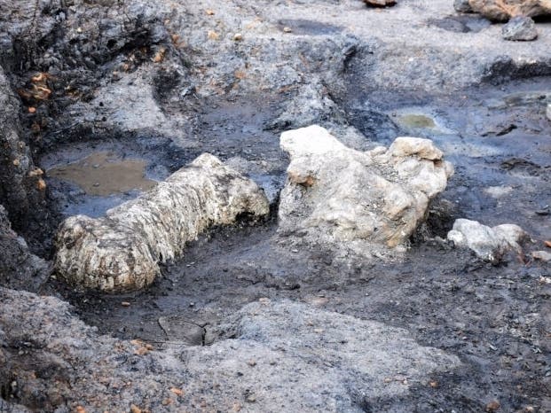 Rare Dinosaur Fossils Found In MD Are 115 Million Years Old | Bowie, MD ...