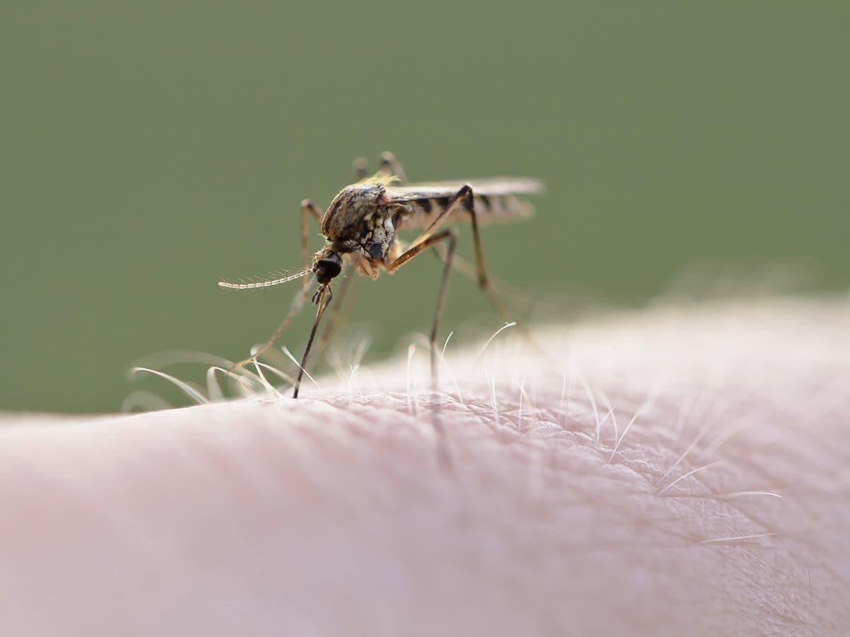 LA Sees 'Unprecedented' Spread Of Dengue Fever Spread By Mosquitoes ...