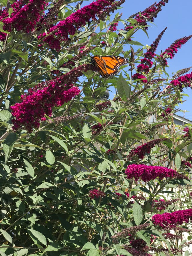 7 Amazing Facts About Monarchs As Fall Migration Begins In CA | Across ...