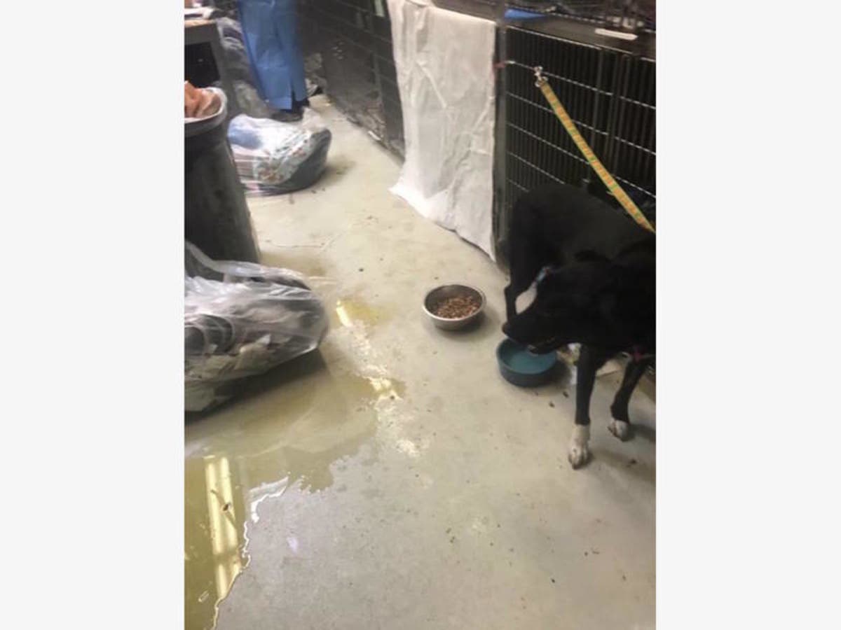 Bleeding, Sick Dogs In Photos At Quarantined Shelter | PatchPM ...