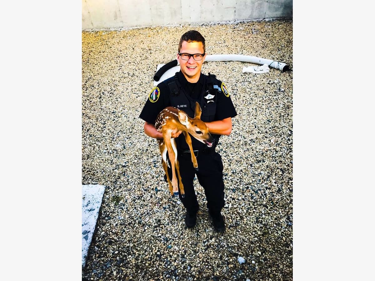 Baby Deer Rescued By Yorkville Cop | Yorkville, IL Patch
