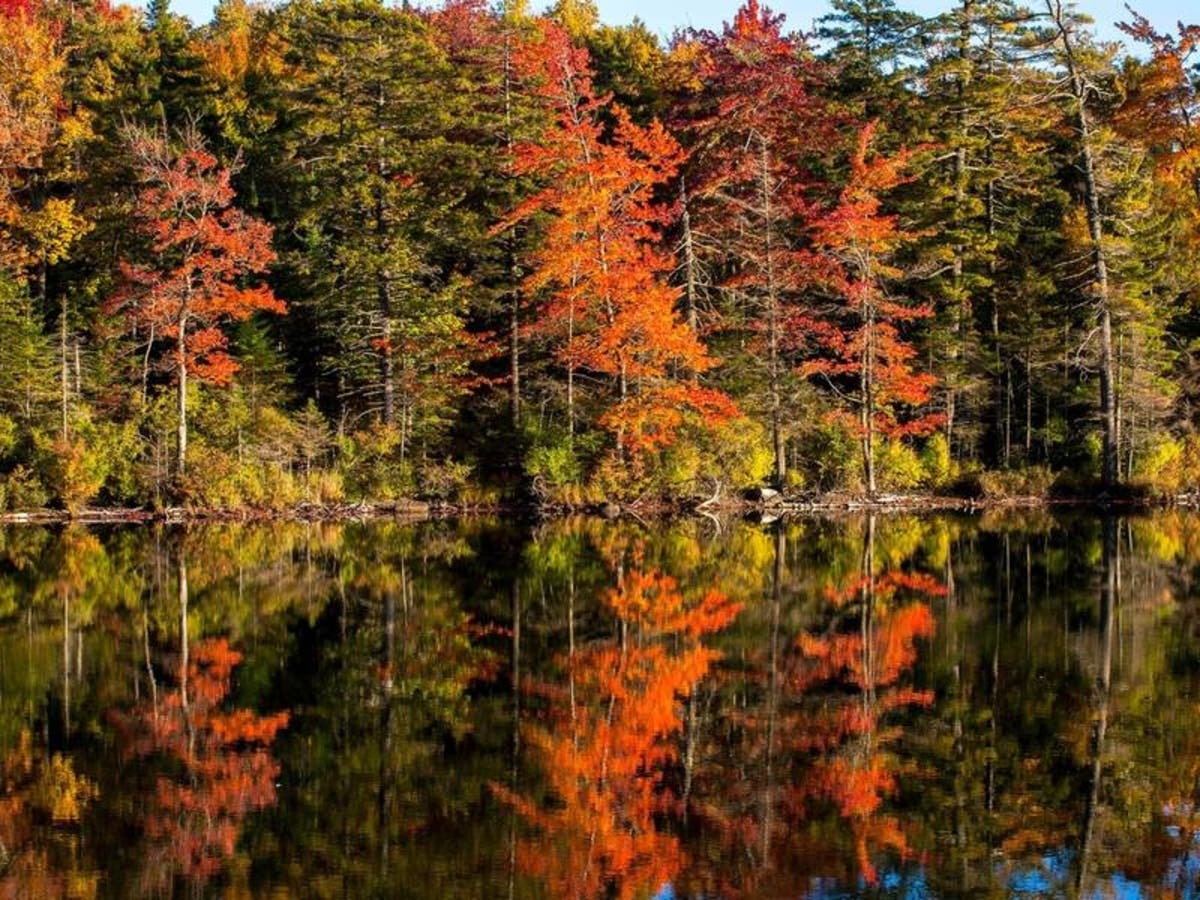 Fall Foliage Map 2018: When Autumn Leaves Peak In Illinois | Chicago ...