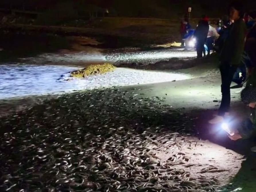 Grunion Run: How To See Them In SoCal | Palos Verdes, CA Patch