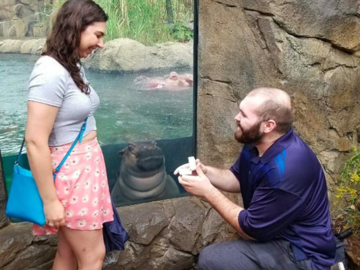 Baby Hippo Fiona Photobombs Couple's Engagement At Cincinnati Zoo ...