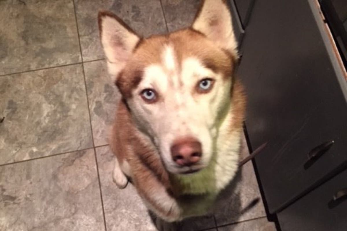 Missing New Mexico Dog Shows Up In Missouri 9 Months Later Across New