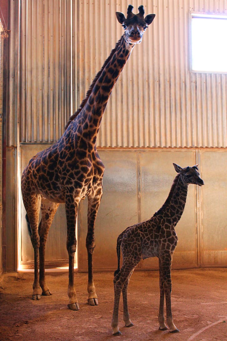 Watch Phoenix Zoo's 2nd Giraffe Calf In Year Ham It Up In Video ...
