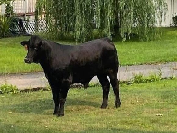 11 Good News Stories: Bull Run; Second Chances; Art Of Joy | Across ...
