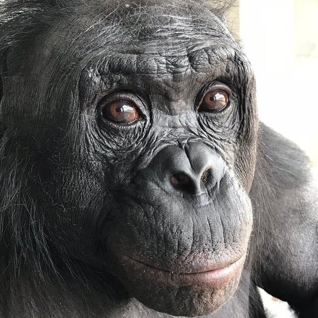 'Genius Bonobo' Kanzi, Famous For Understanding Spoken English, Dies ...