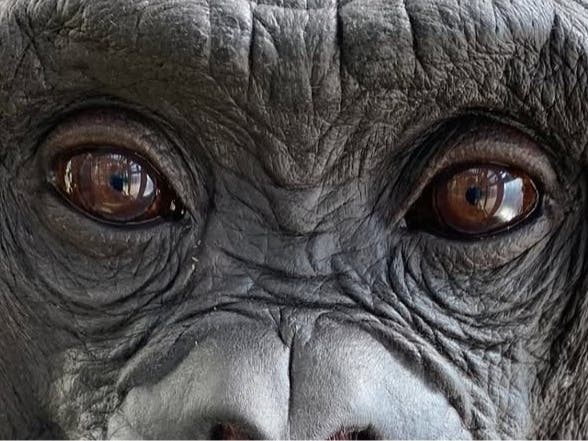 'Genius Bonobo' Kanzi, Famous For Understanding Spoken English, Dies ...