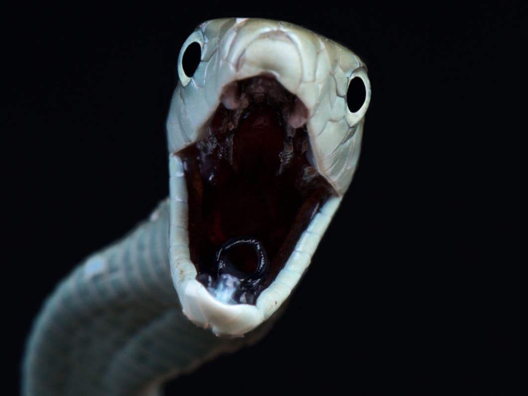 Man Let Lethal Snakes Bite Him 200 Times: Weird News & Oddities ...