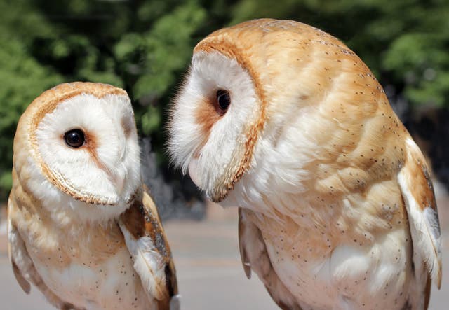 9 Astonishing Things Animals Do That May Freak You Out | Across America ...
