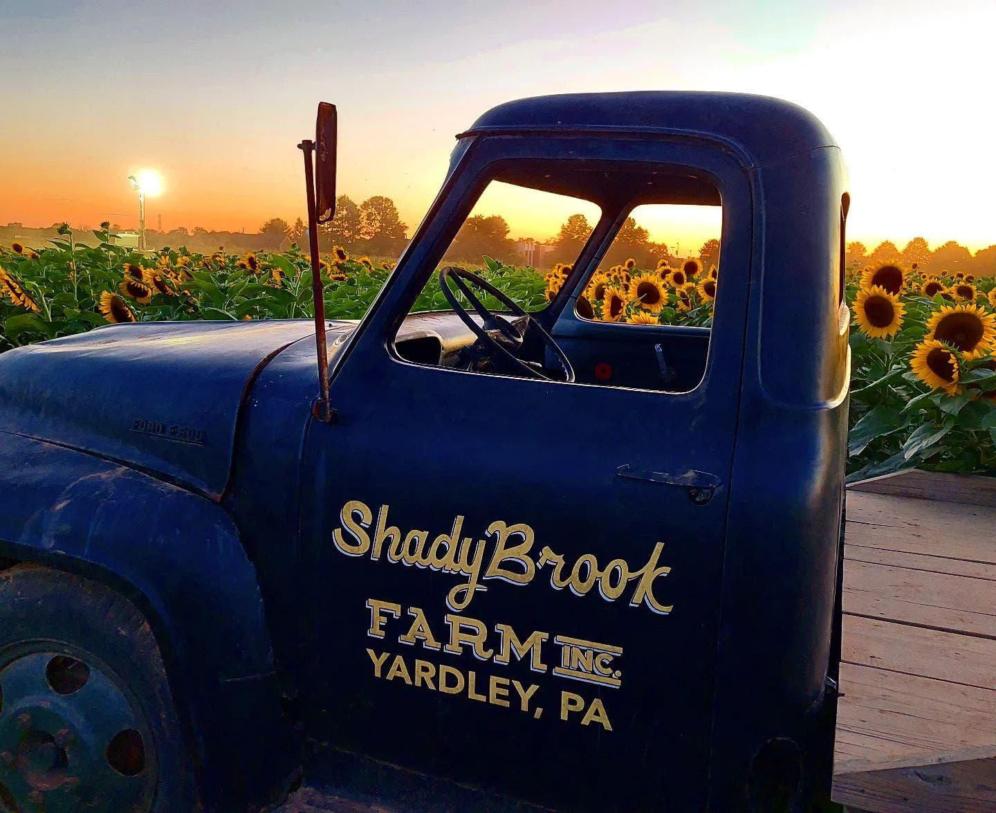 Jul 21 | Peach & Sunflower Festival at Shady Brook Farm! | Newtown, PA ...