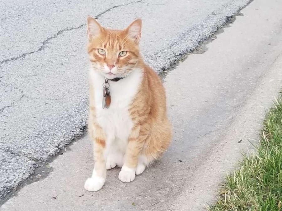 'A Cat Like No Other': Manhattan Mourns Town's 'Adventure Cat' Novi ...