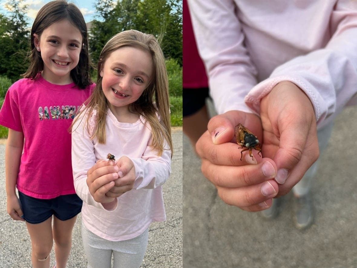 Blue-Eyed Cicada Spotted In New Lenox Township, Best Pals Make Find ...