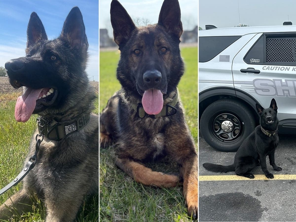 3 New K-9 Officers Added To Will County Sheriff's Department ...
