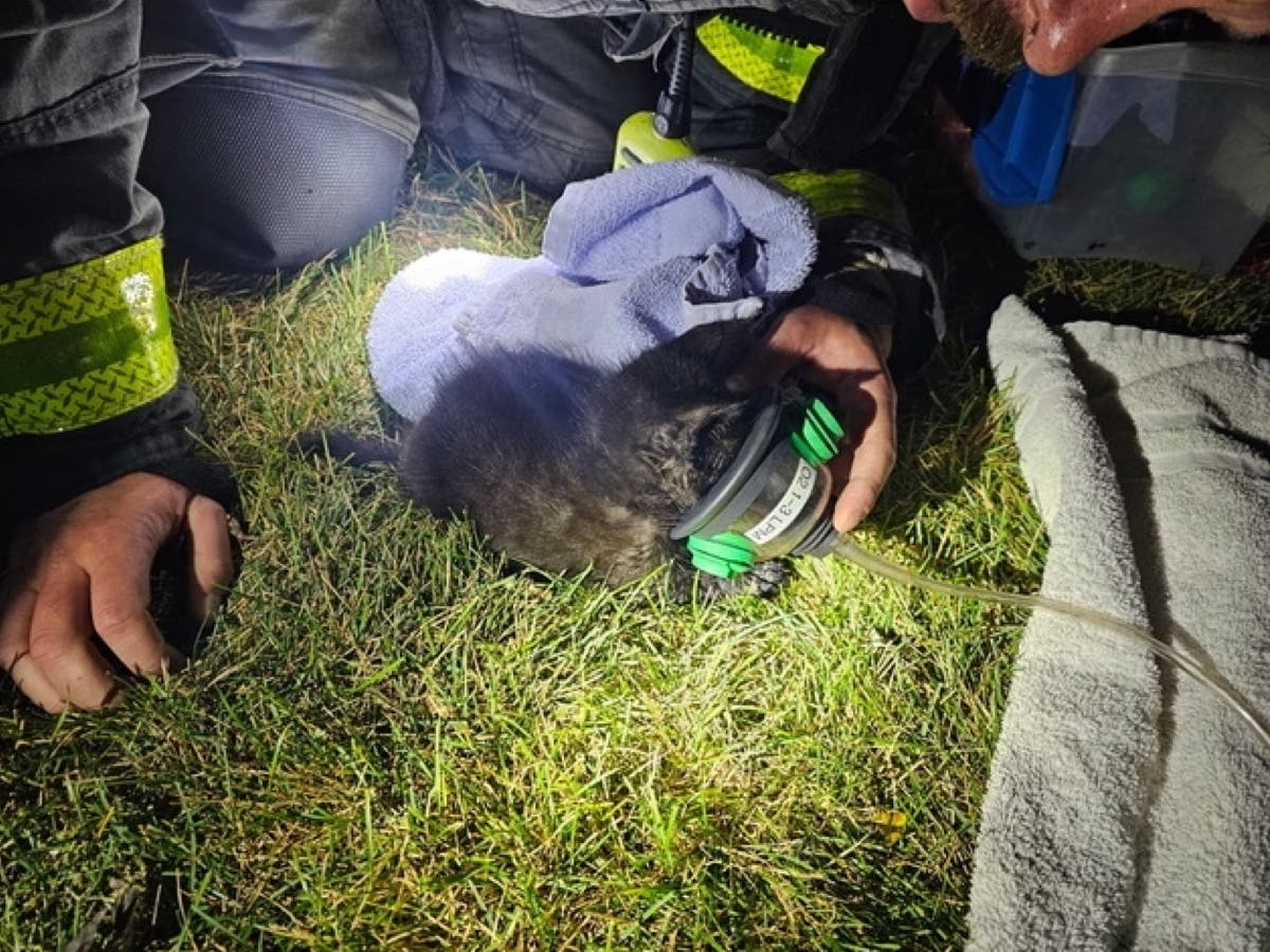 Kitten Rescued From Apartment Fire, Revived With Oxygen Mask: Orland ...