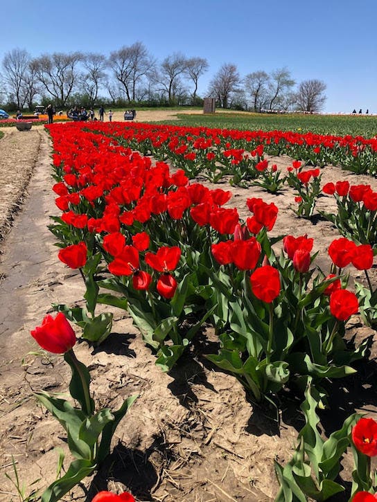 1 Million Blooms At Kuipers Midwest Tulip Fest Opening Soon | Yorkville ...
