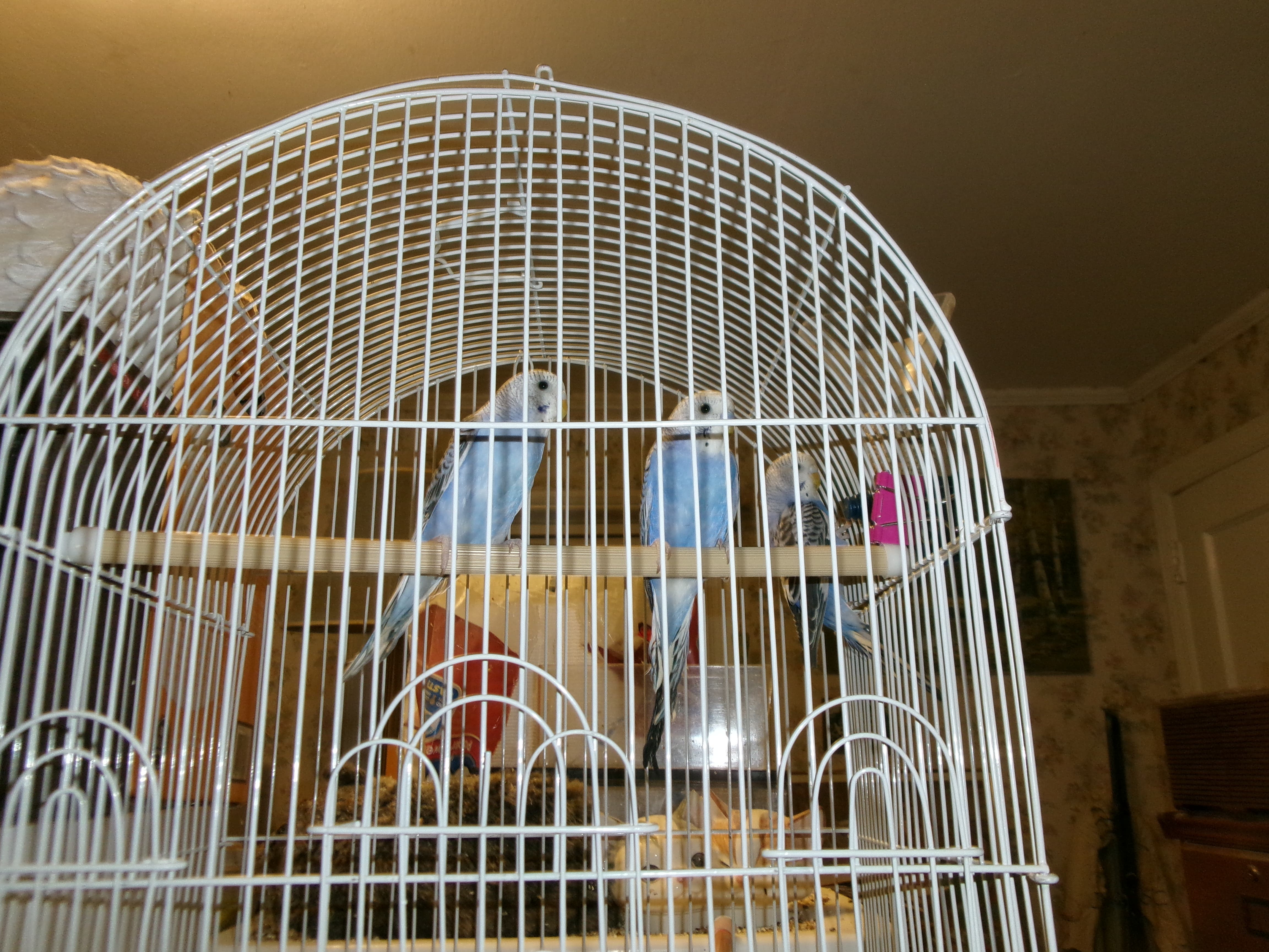 May 27 | Beautiful Blue Parakeets Sale | Stratford, CT Patch