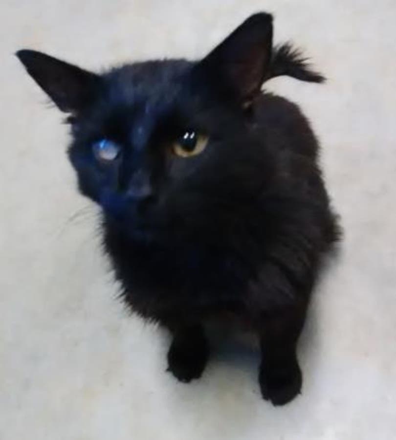 APACHE: Cat of the Week | Fallston, MD Patch