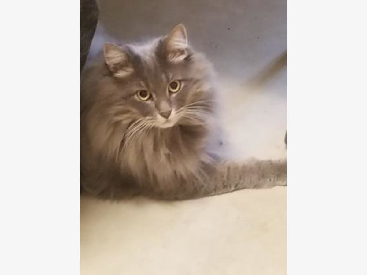 BUTTERBALL: Cat of the Week | Fallston, MD Patch