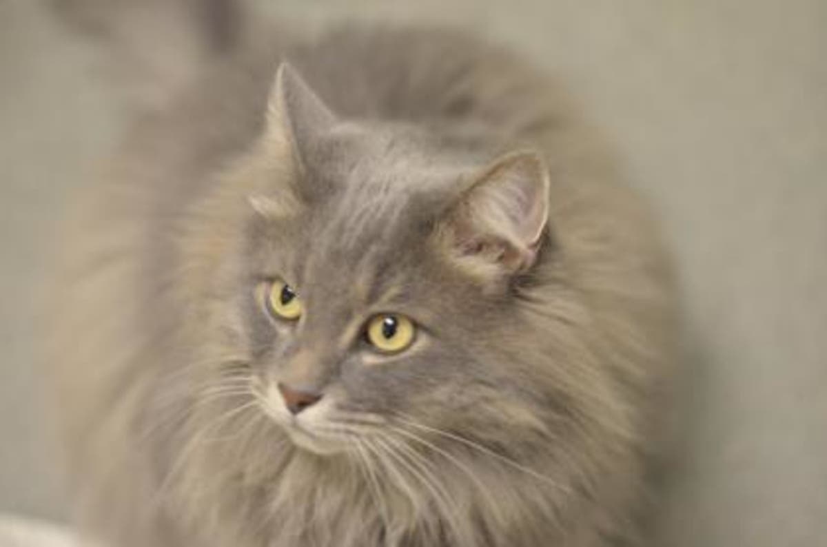 BUTTERBALL: Cat of the Week | Fallston, MD Patch