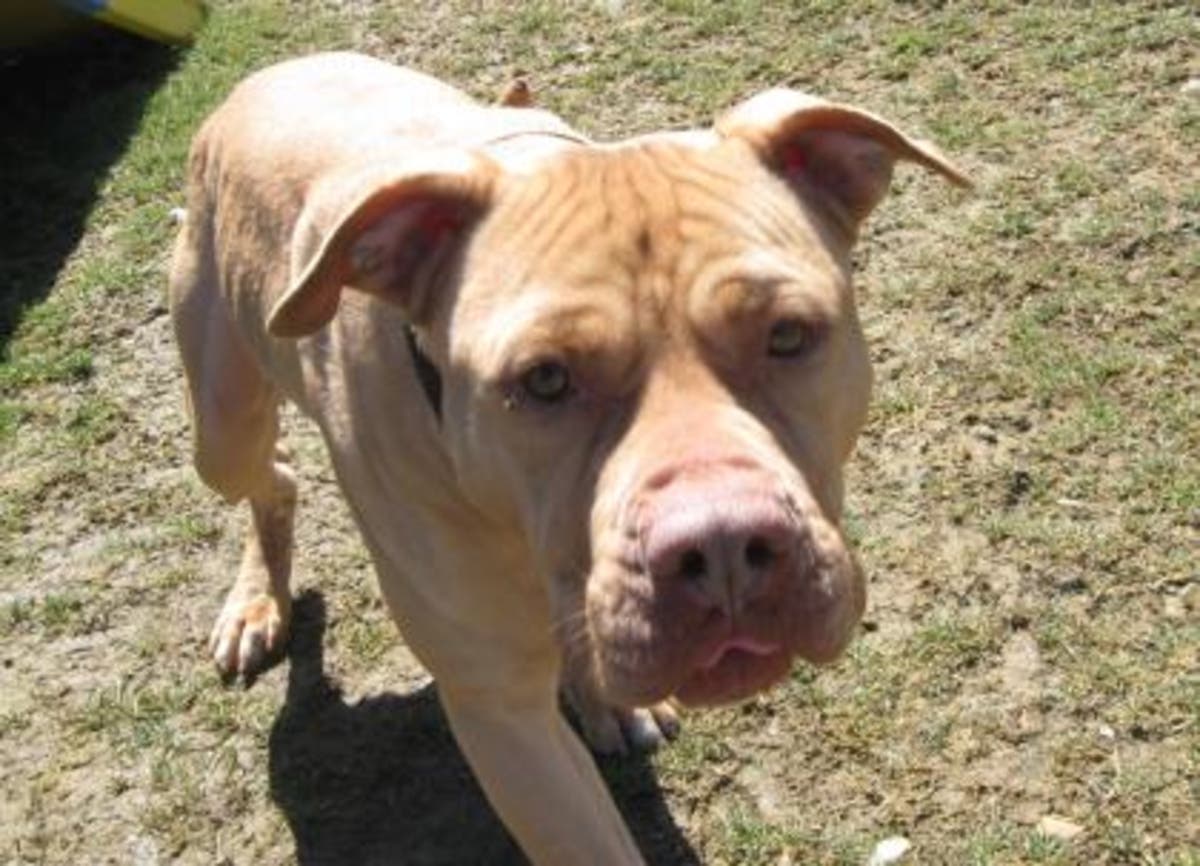 JAX: Dog of the Week | Fallston, MD Patch