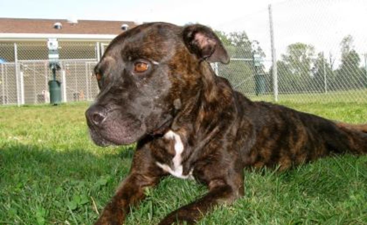 DIMPLES: Dog of the Week | Fallston, MD Patch