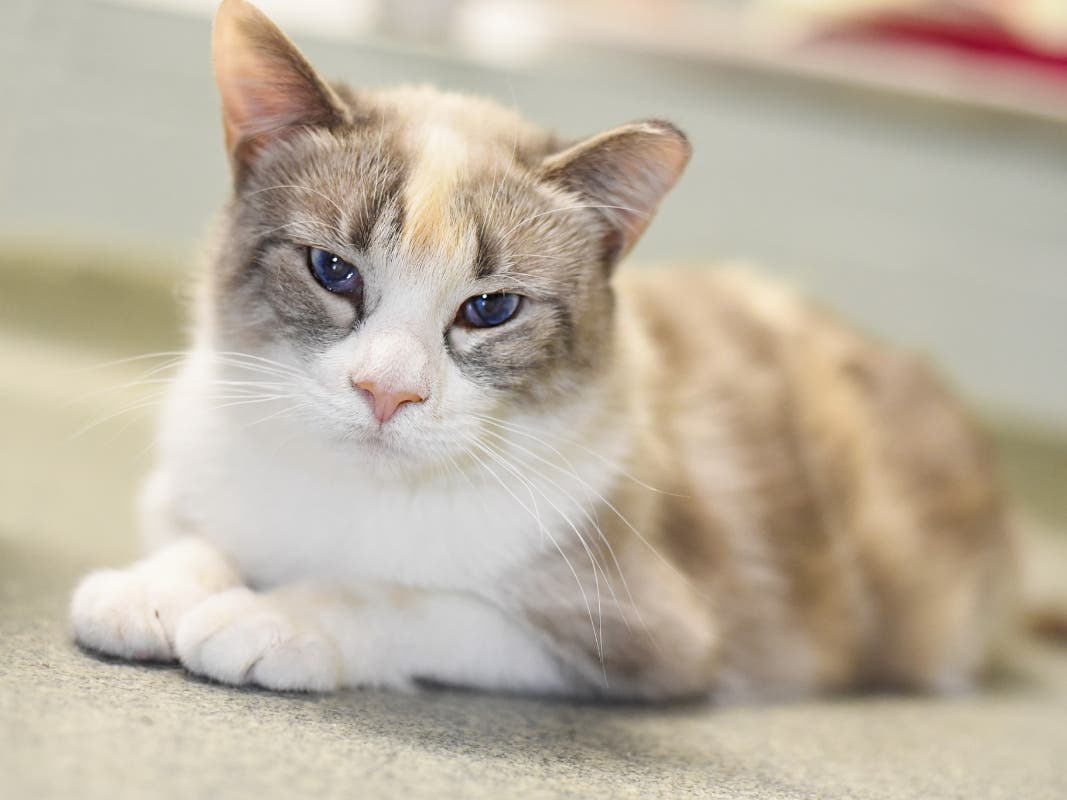 JAZZY: Cat of the Week at the Humane Society of Harford County ...