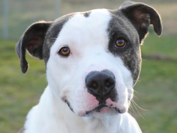 SASUKE: Dog of the Week at the Humane Society of Harford County ...