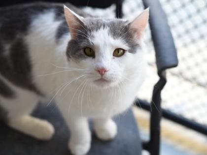 GILES: Cat of the Week at the Humane Society of Harford County ...