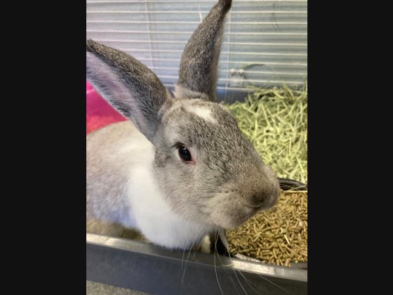 MITSKI: Small Animal of the Week | Fallston, MD Patch