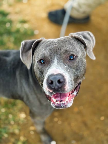 BORIS: Dog of the Week | Fallston, MD Patch