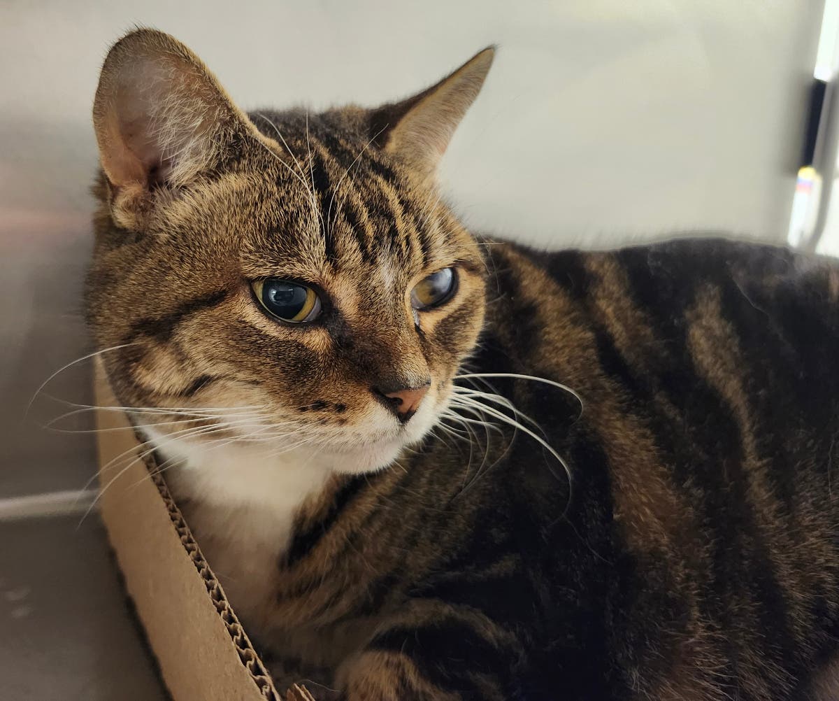 GENEVA: Cat of the Week | Fallston, MD Patch
